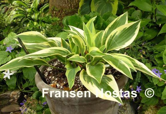Hosta Bobcat - Fransen Hostas